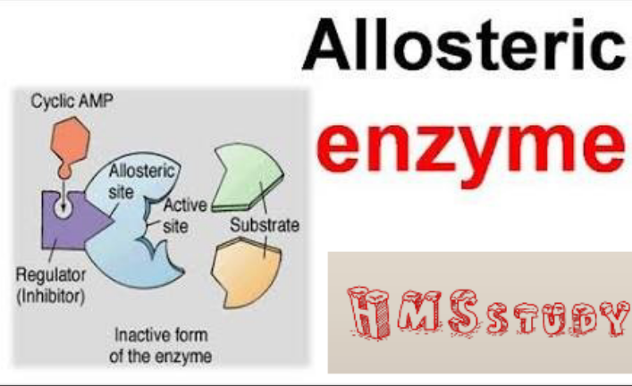 HMSstudy: Allosteric enzyme