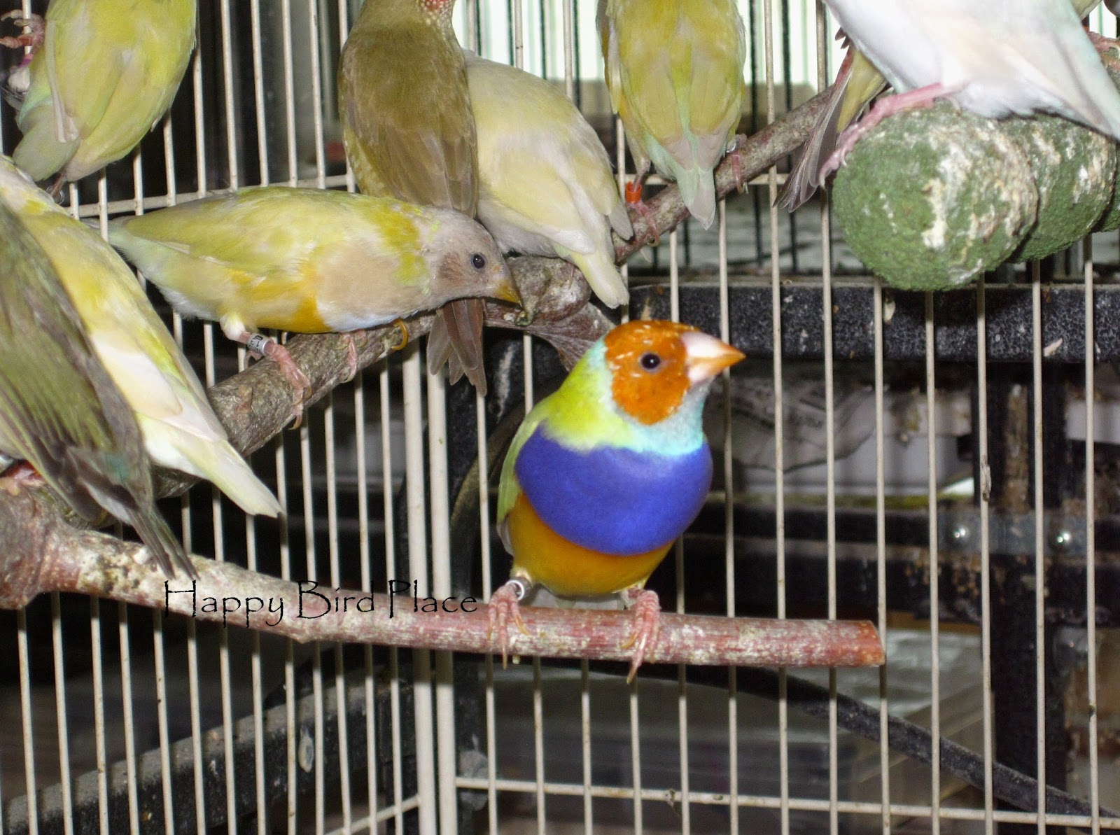 Happy Bird Place Finch and Grasskeet Blog: Scarlets, elegants ...