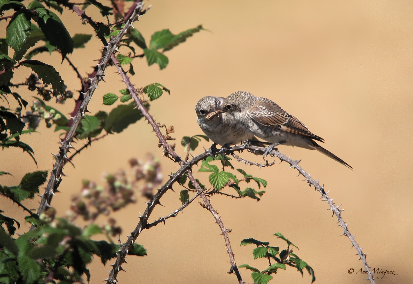 NATURANAFOTOS: Alcaudón común..