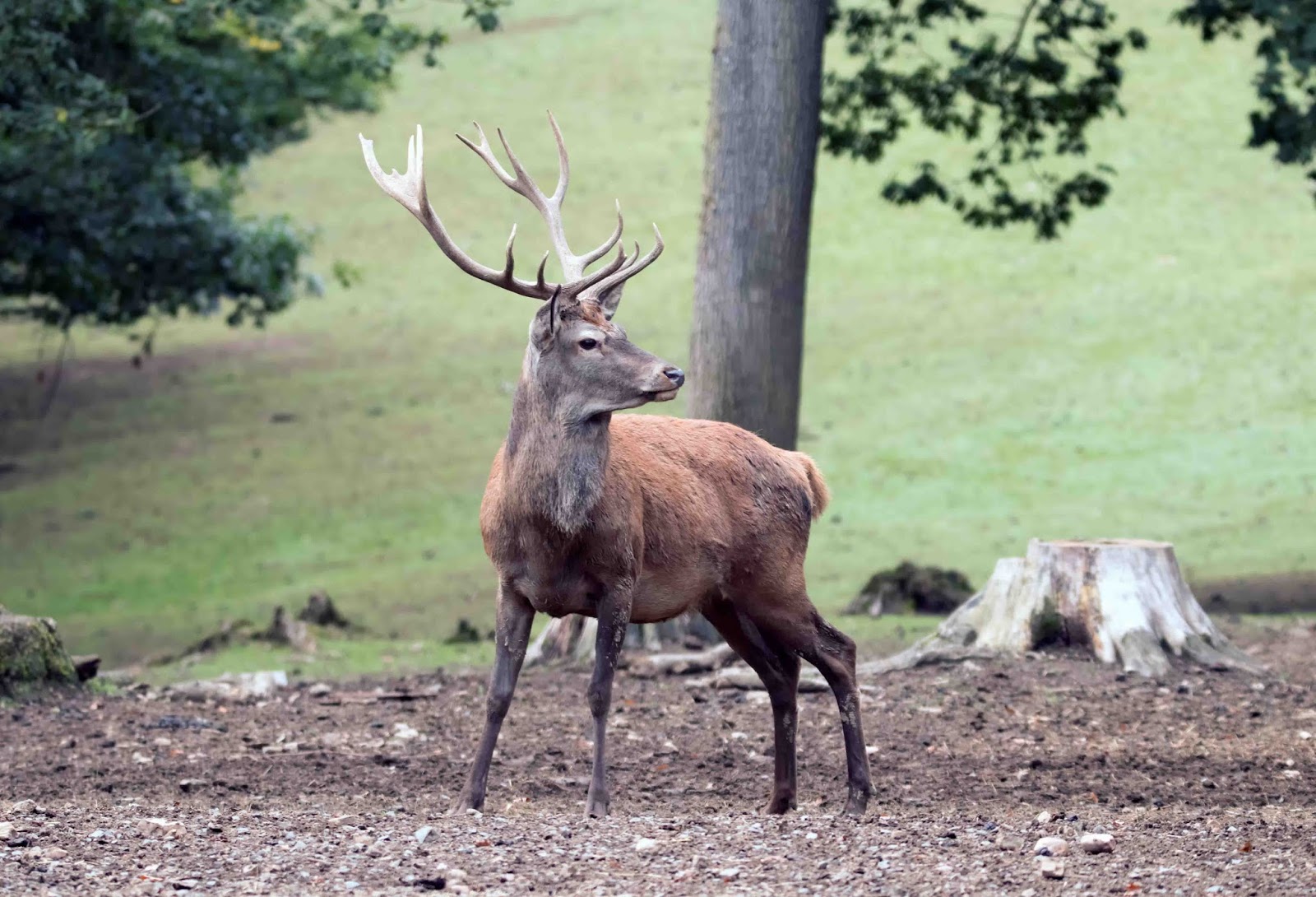 Caroline's natuurfotografie : Wildpark Daun Duitsland