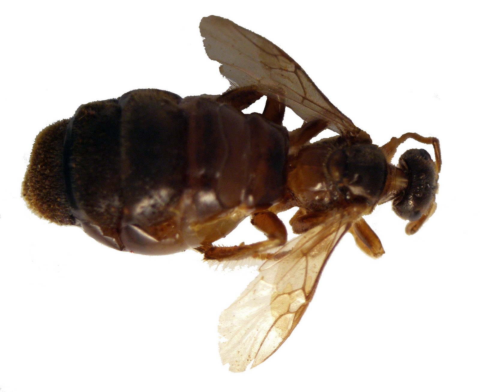 Entopcastillo: Reina de Plebeia sp.