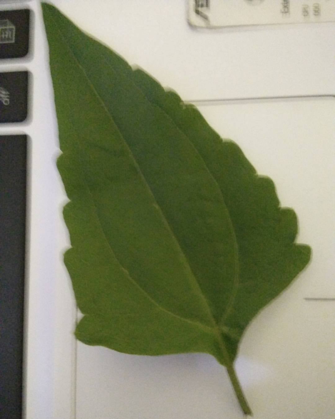 Pokok Daun Kapal Terbang