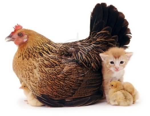 Latest Funny Pictures Funny Hen Pictures latest-funny-pictures-funny-hen-pictures