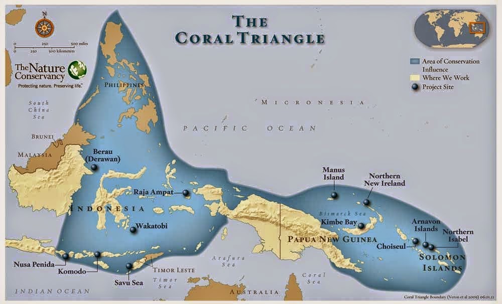 Coral Day di Pulau Bangka, Momentum Penyelamatan Terumbu Karang ...