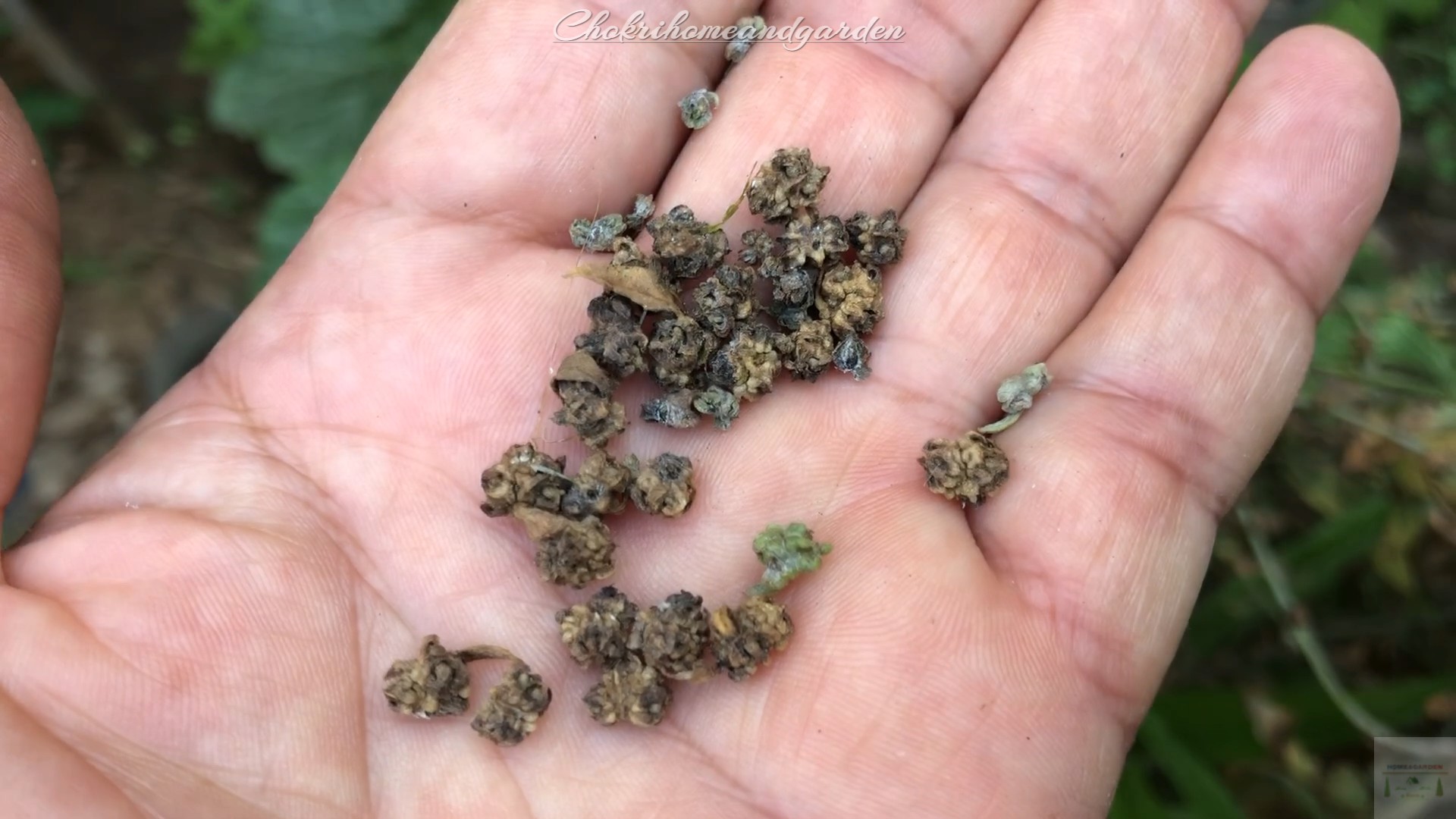 How to Collect Swiss Chard Seeds