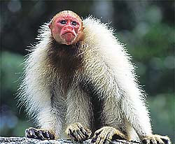 Biogil: BIODIVERSIDADE BRASILEIRA