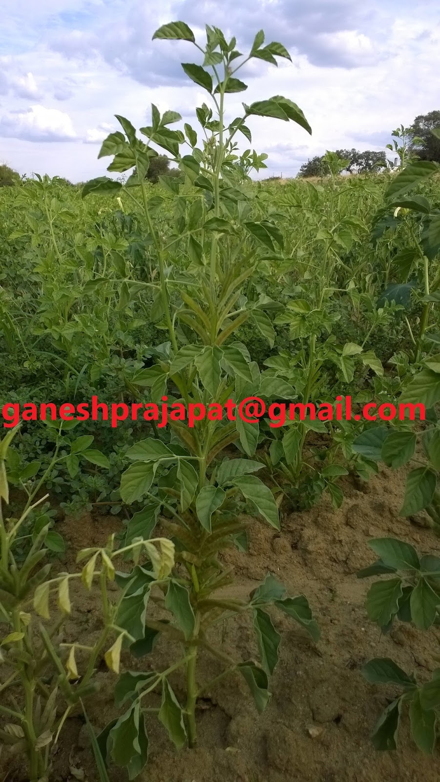 GUAR GUM INFORMATION AND GUAR GUM CULTIVATION IN INDIA: Guar Guar seed ...