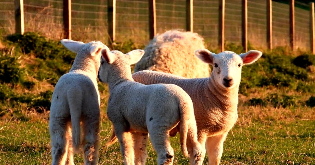 Chough Junior Birders: Woe-is-me and not more bloody Sheep
