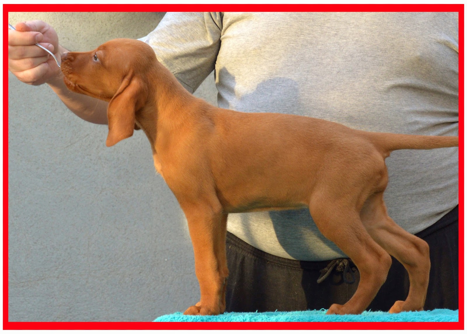 Vizsla - Braco Húngaro La Muela de Cortes: Braco Hungaro - Vizsla ...
