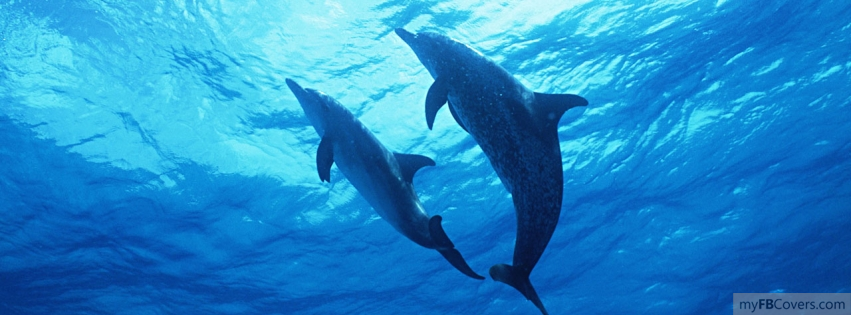 Dolphins facebook cover