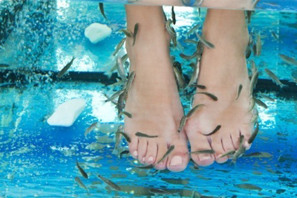 Perfect Algae Eating Fish for Aquarium: Garra Rufa - Aquarium Society