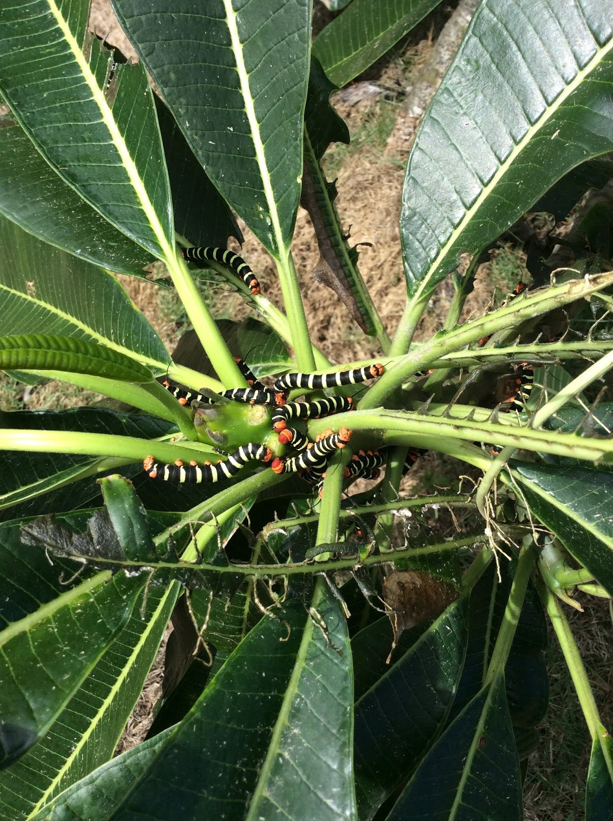 Barbados Flora & Fauna: Frangipani Hawkmoth Caterpillar (Pseudosphinx ...