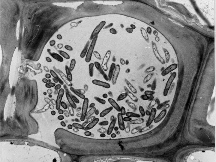 Antonio Bruno Dottore Agronomo Esperto in diagnostica urbana e ...