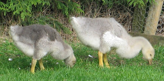 Breed Savers: Steinbacher Geese