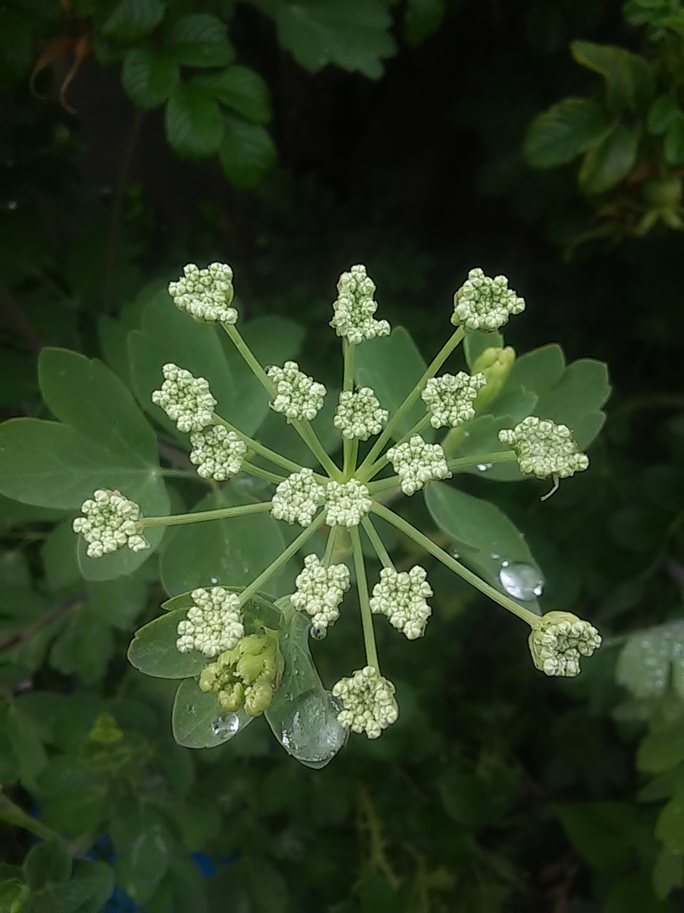 the Orient: 방풍꽃 Ledebouriella seseloides , flower