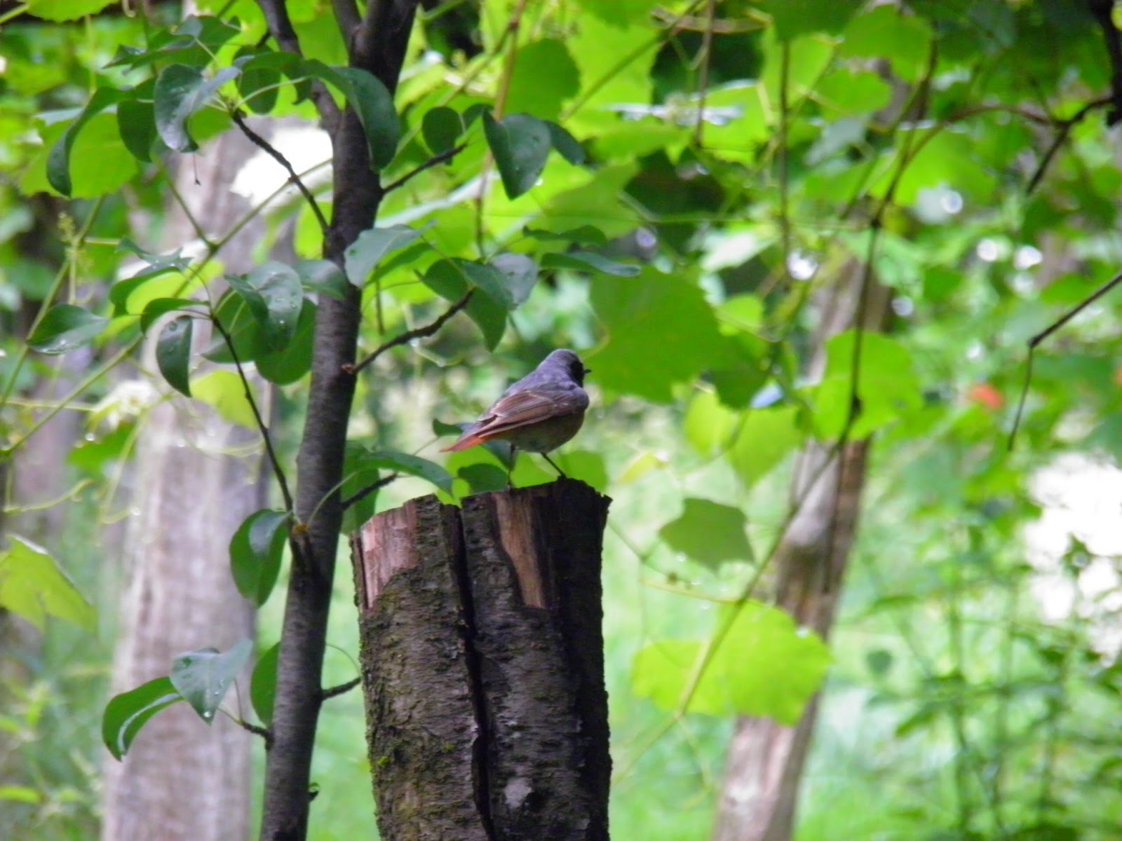 PASARI DIN ROMANIA: CODROS DE PADURE (2), Phoenicurus phoenicurus