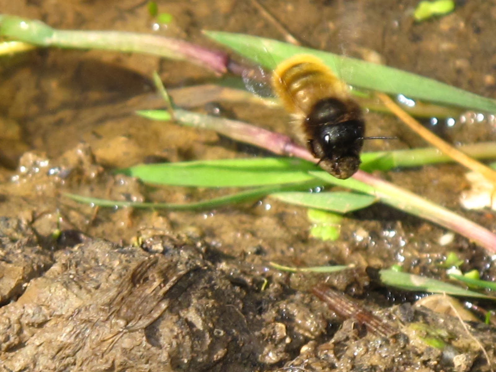 BugBlog: A primer on solitary bees