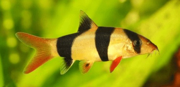 Mengenal Jenis Ikan Botia | IKAN DAN LAUT