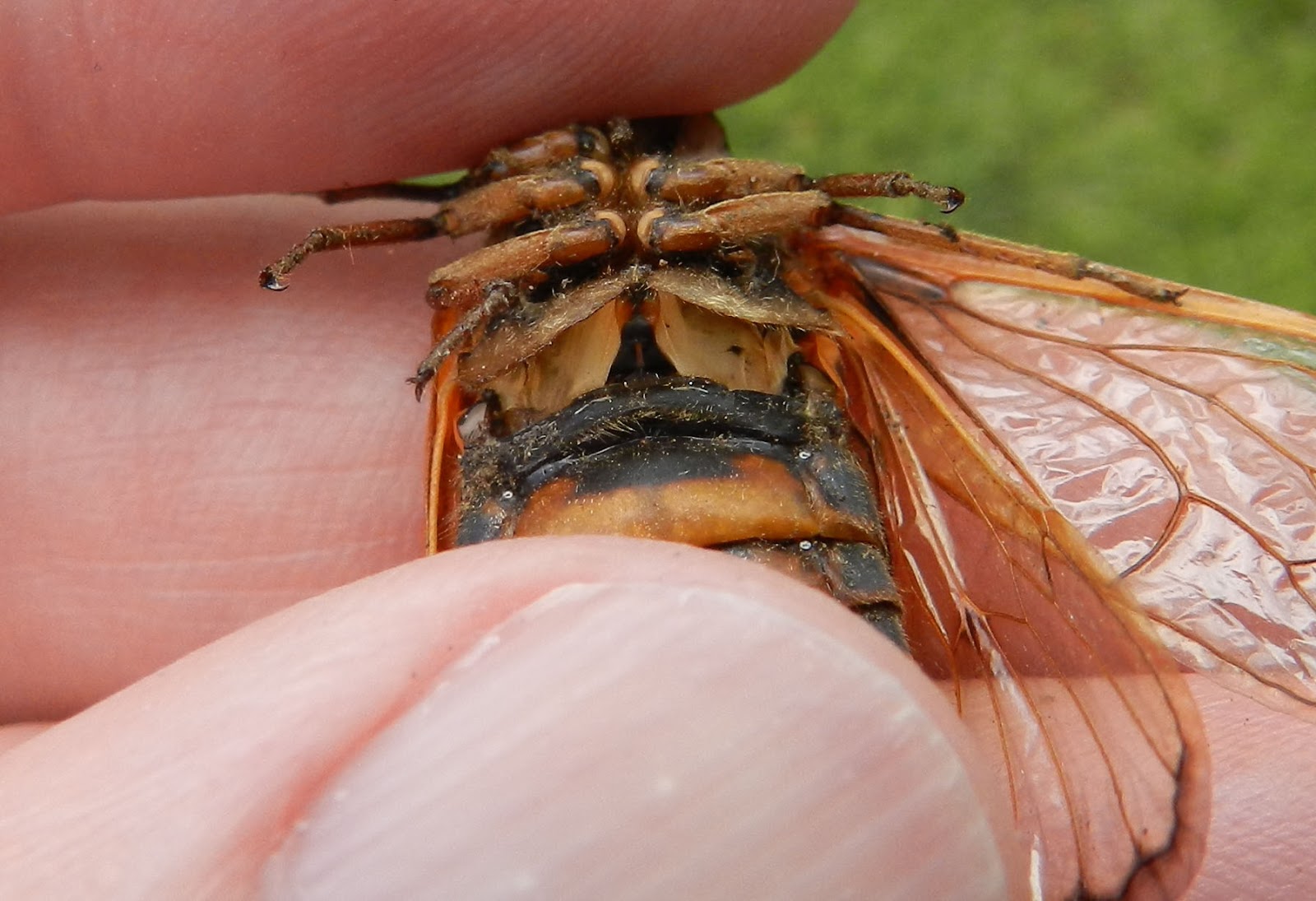 Virginia Fruit Insect Updates: Periodical cicada coming!