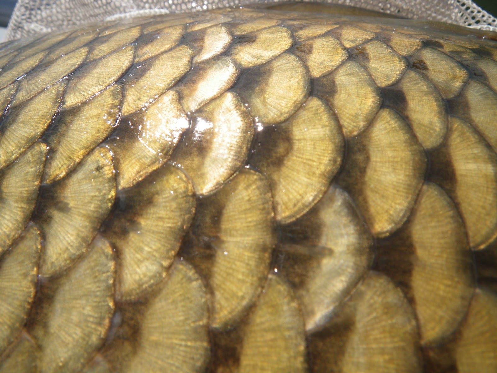 Got Backing? (Formerly Known as Mr. P.'s Blog): Carp Parts--Scales