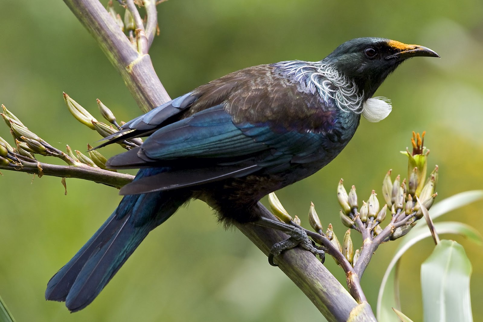 home becomes her: Tui, birds, feathers and fashion