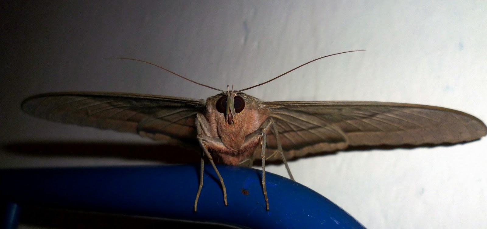 Lepidóptera 10º Norte: Ascalapha odorata (polilla)