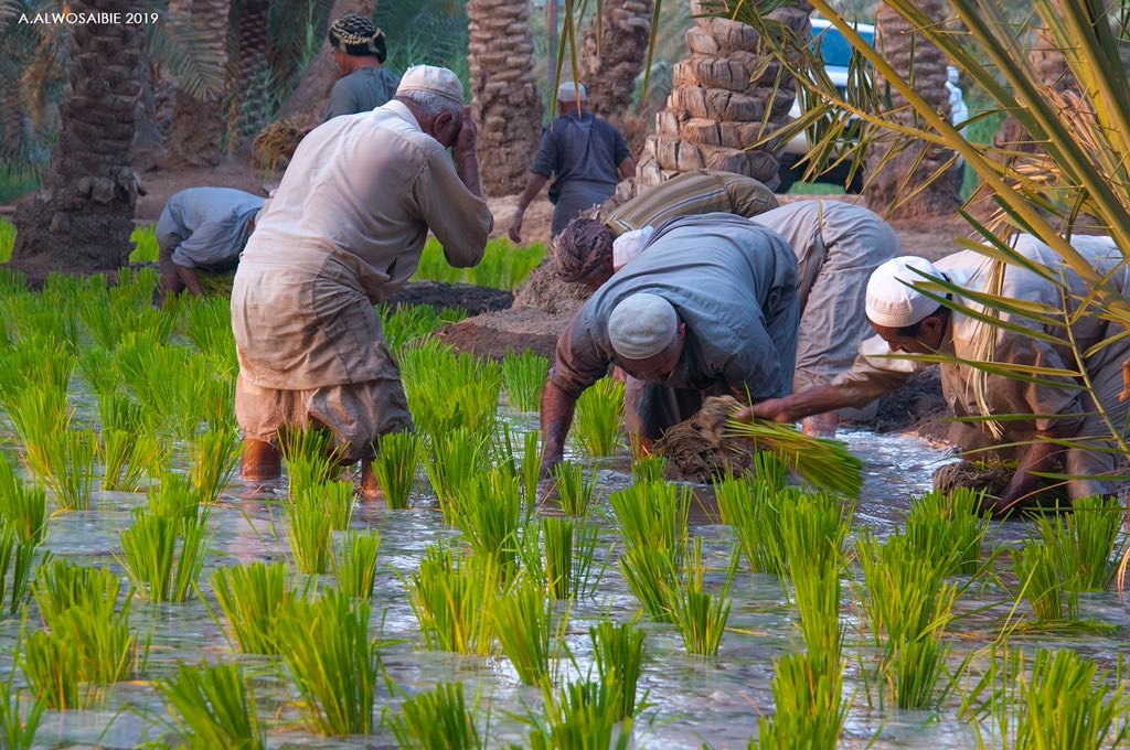 Jeddah Daily Photo: THE RICE FIELDS of Al Ahsa, Saudi Arabia