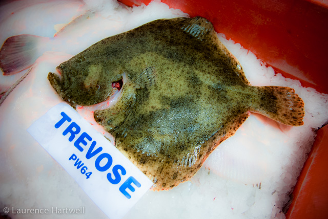 Through the Gaps! - Newlyn Fishing News: It's an inshore #FishyFriday ...