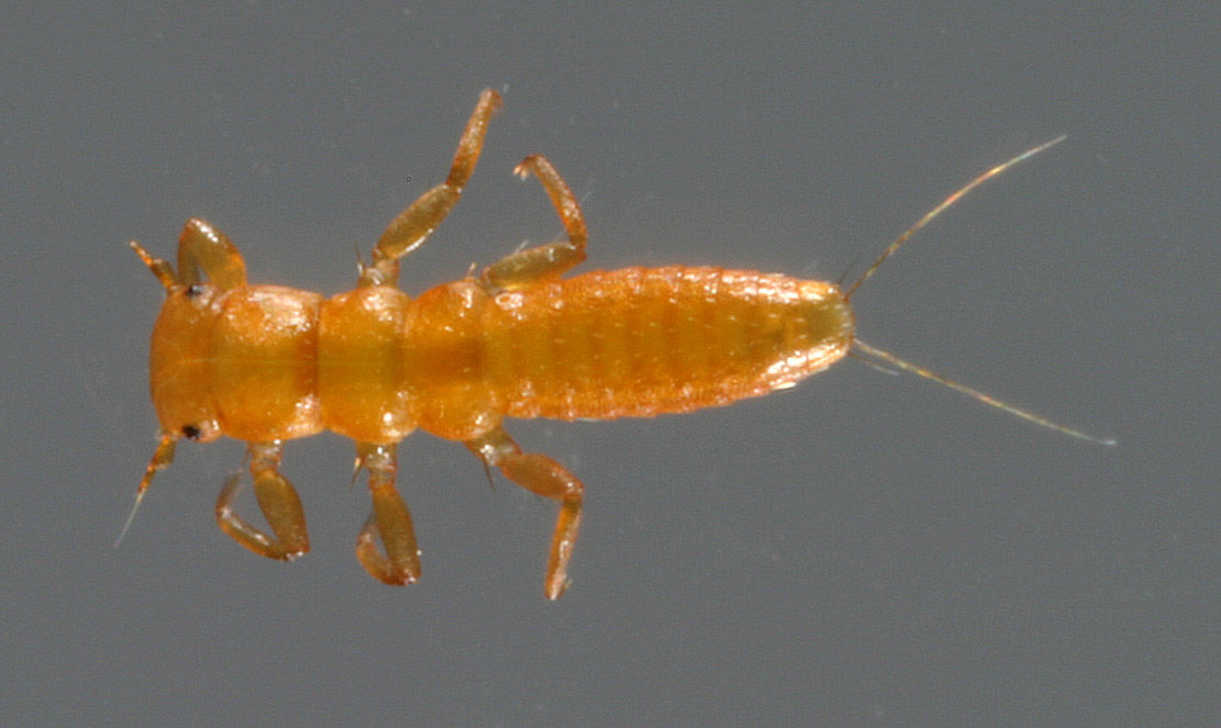 Real Monstrosities: Oil Beetle