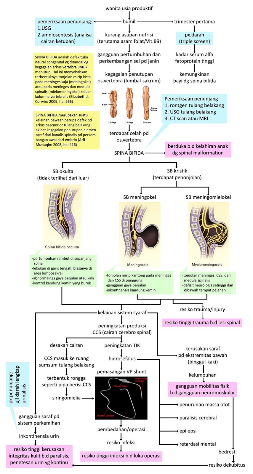 Pathway Spina Bifida