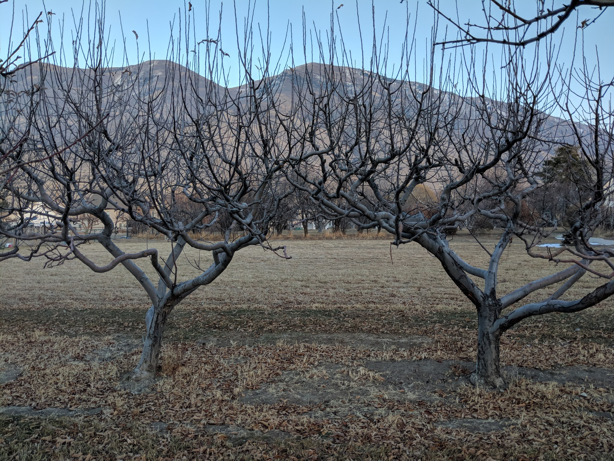 Fruit Tree Pruning at Its Best: How Close Can Fruit Trees Be Planted ...