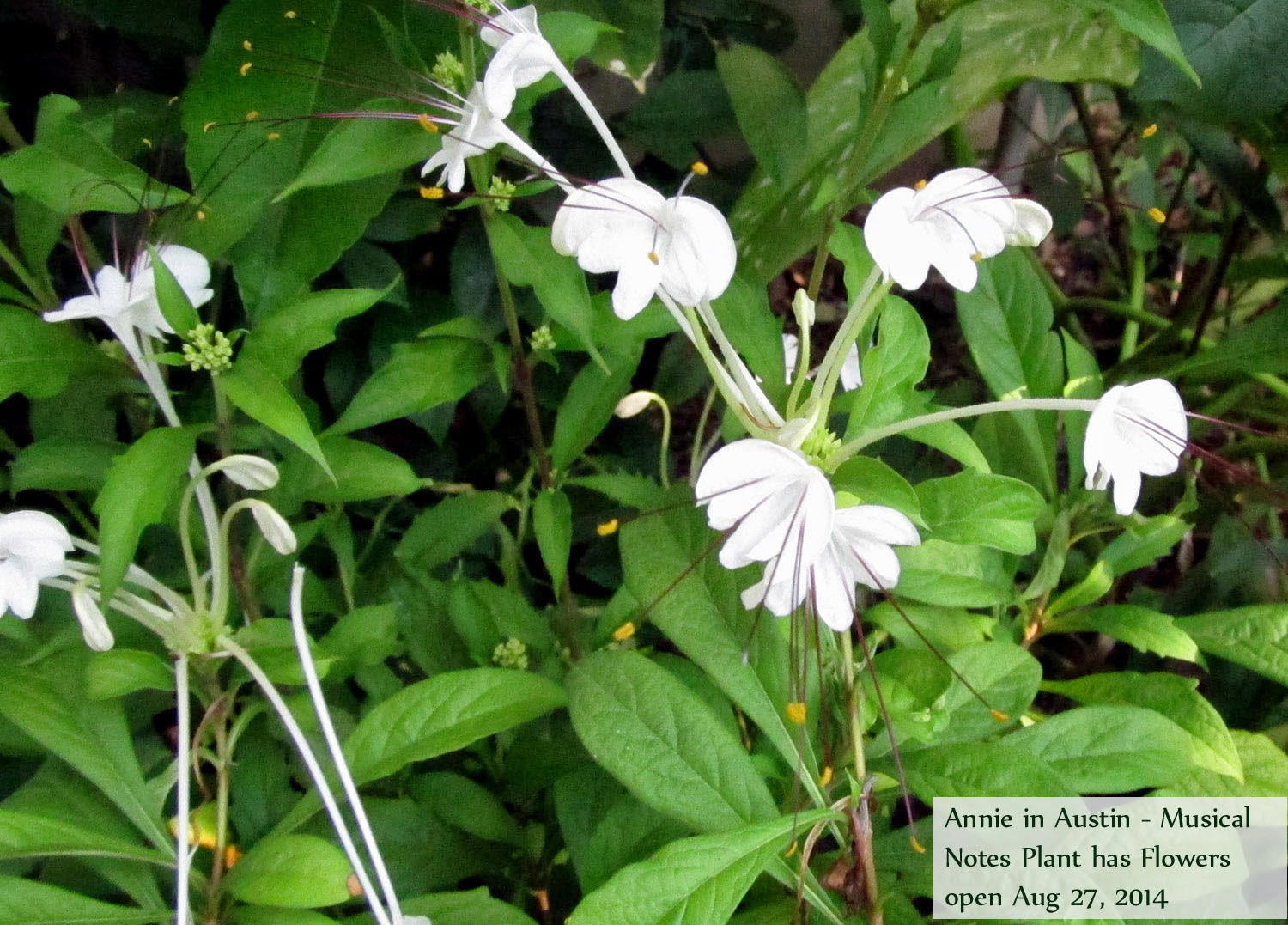 The Transplantable Rose: Clerodendrum incisa - the Musical Notes Plant