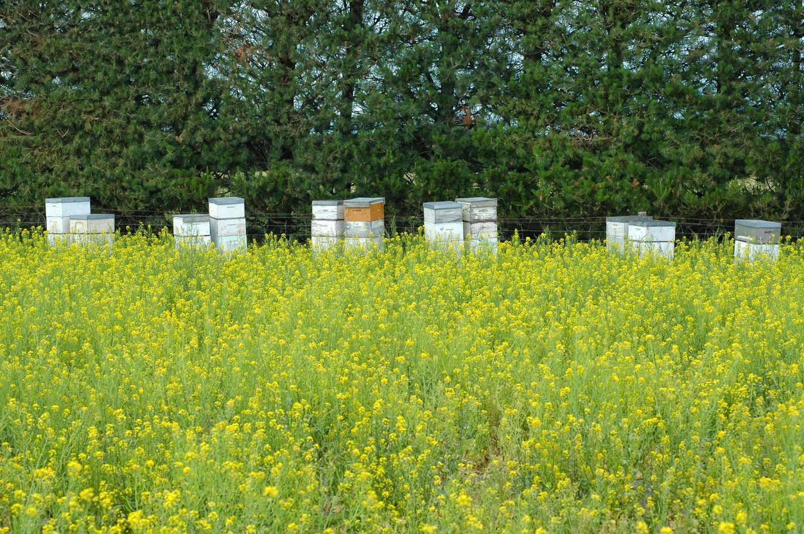 Pollinators for food security