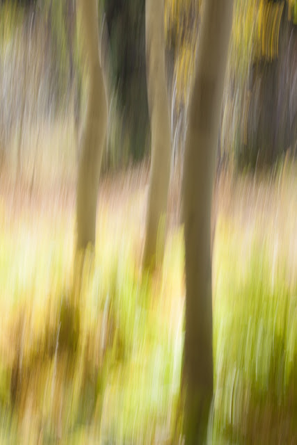 ShutterbugMama: Abstract Landscape Photography
