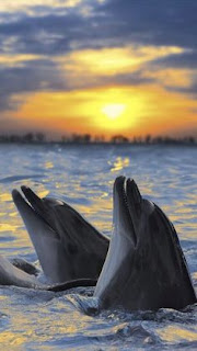 Dla każdego: DELFINY