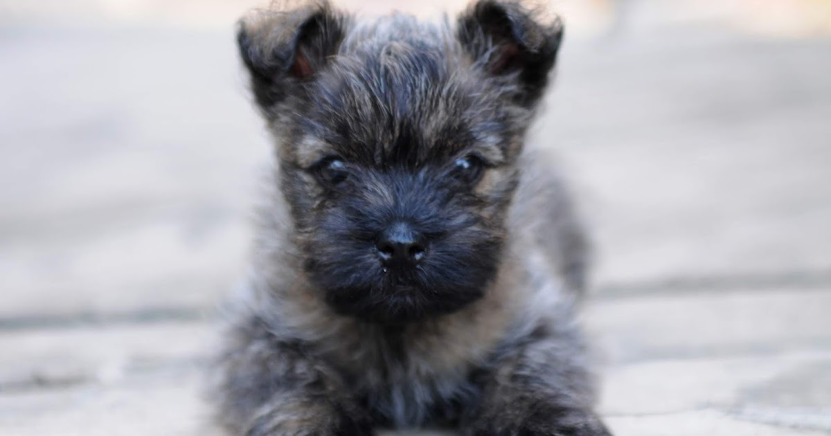 Francine Mathews / Stephanie Barron: DAY 47: Cairn Terriers. The ...