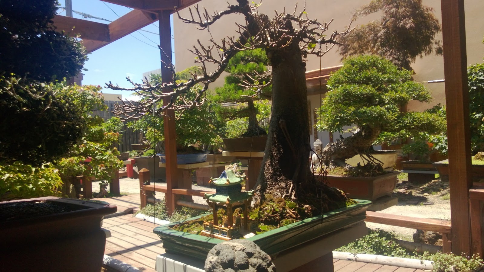 Jen-erous Helpings: Sweet Grass Bonsai Cafe