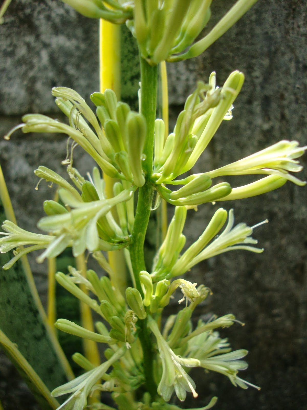 My Blog ... Activities: Espada Plant Flower