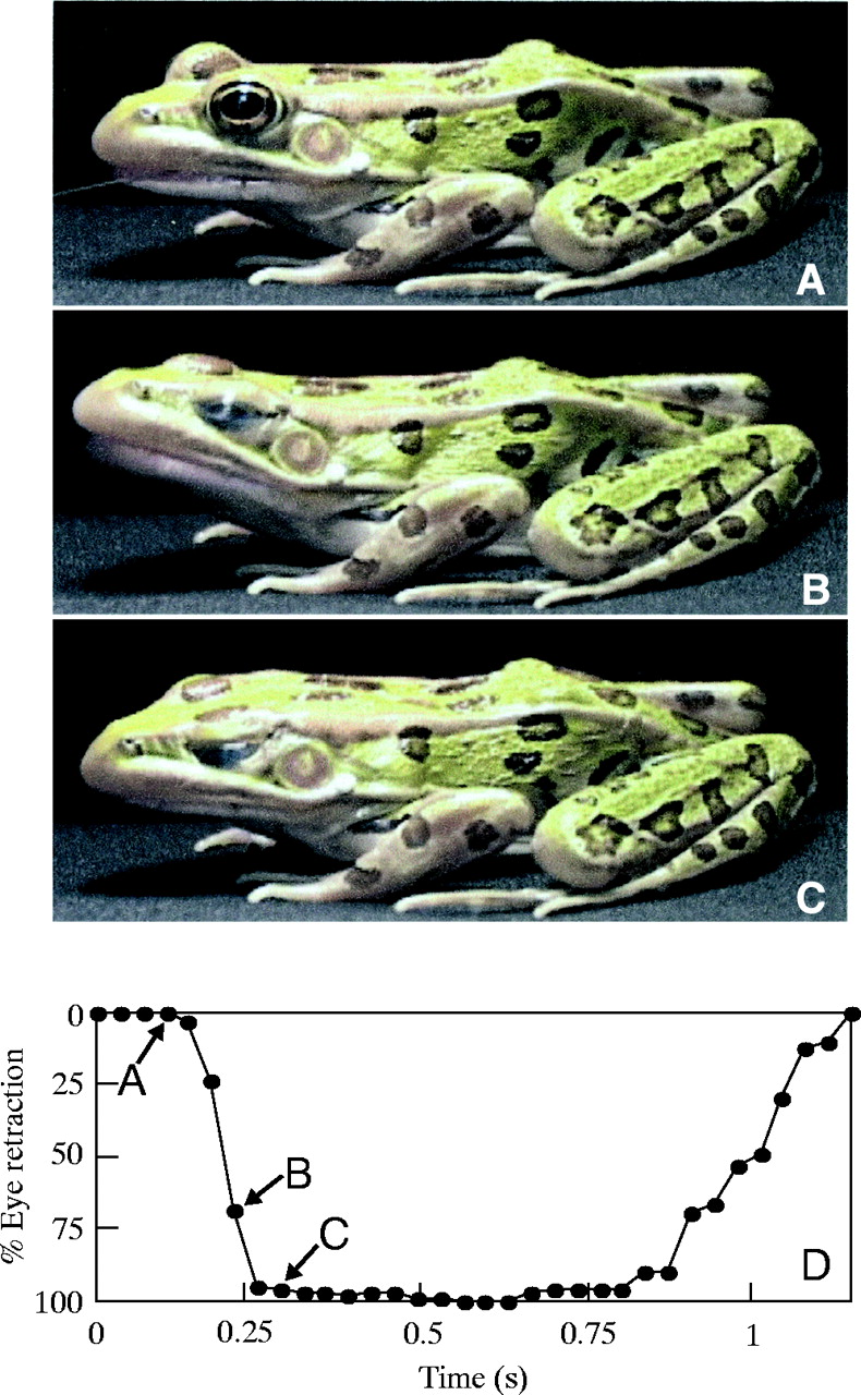 The Science Man's Blog: Frogs