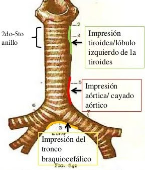 Curso de Anatomía II: Traquea