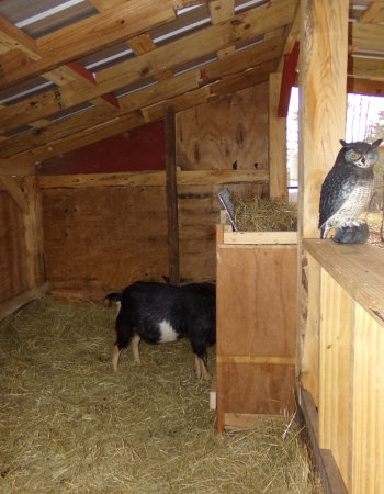 5 Acres & A Dream: Finishing Touches for the Buck Barn