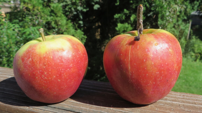 Rubens (Civni) (Red Rubens) - Adam's Apples