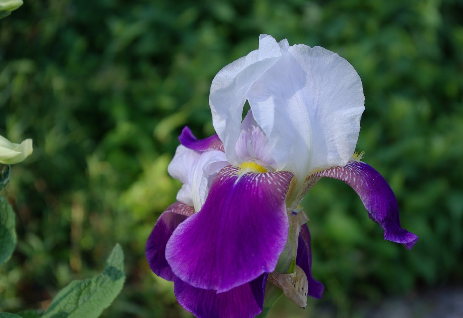 sweetbay: Blooming Friday ~ Fanciful