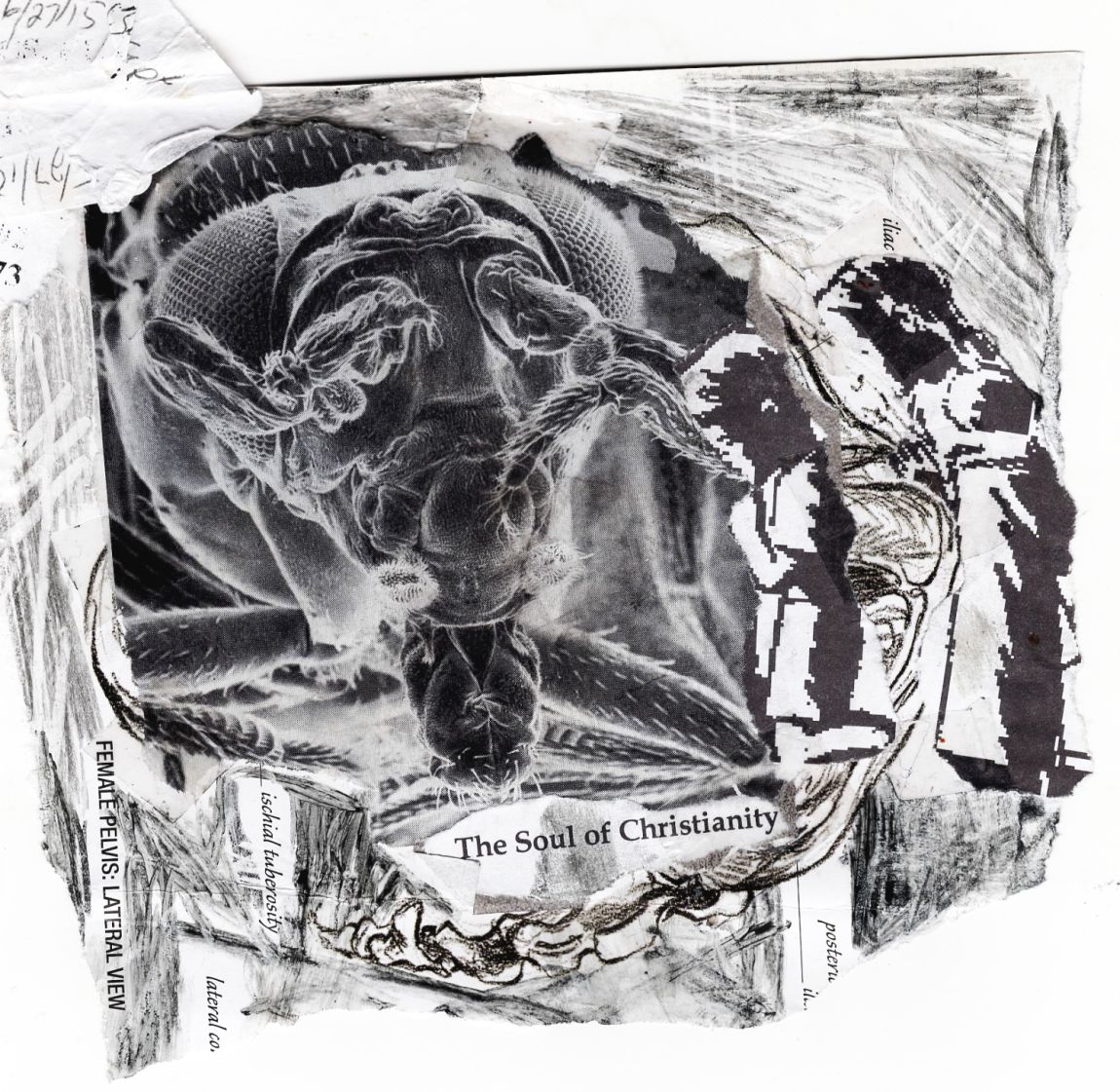 Apopthelema by Kyle Nonneman: 2020