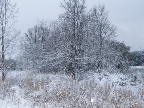 French Vocabulary Illustrated: hallier