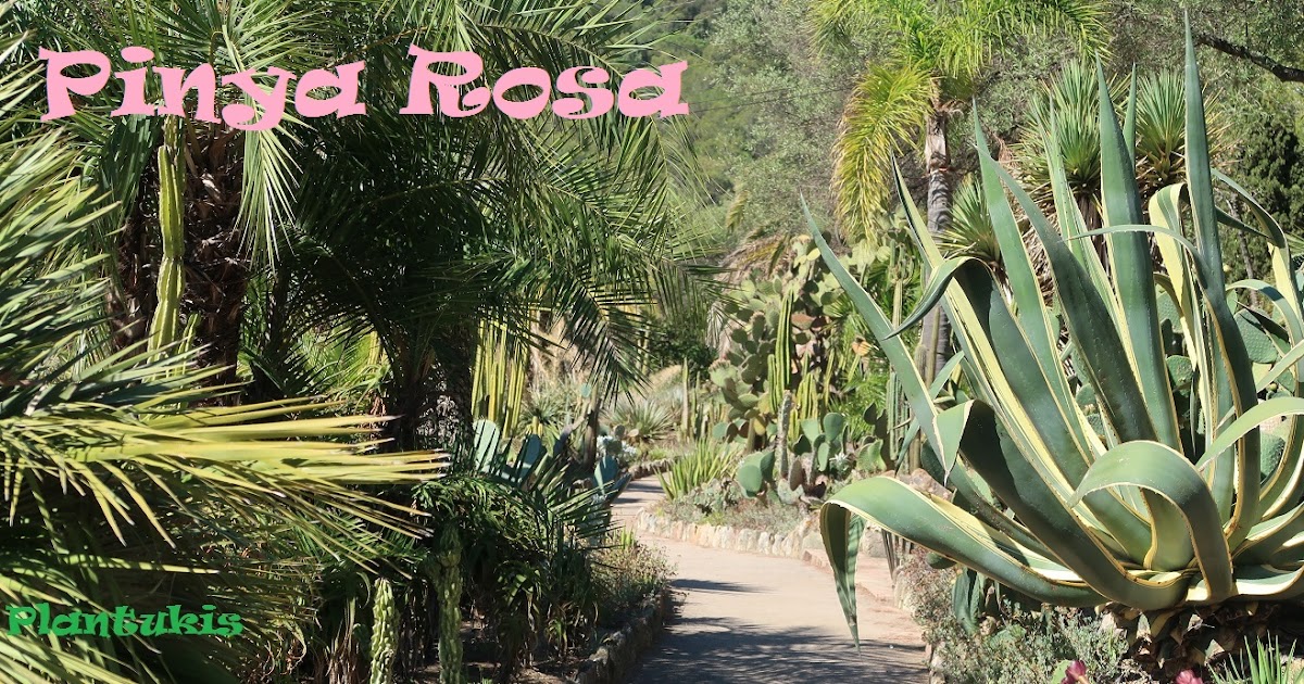 Pinya de Rosa ~ PLANTUKIS