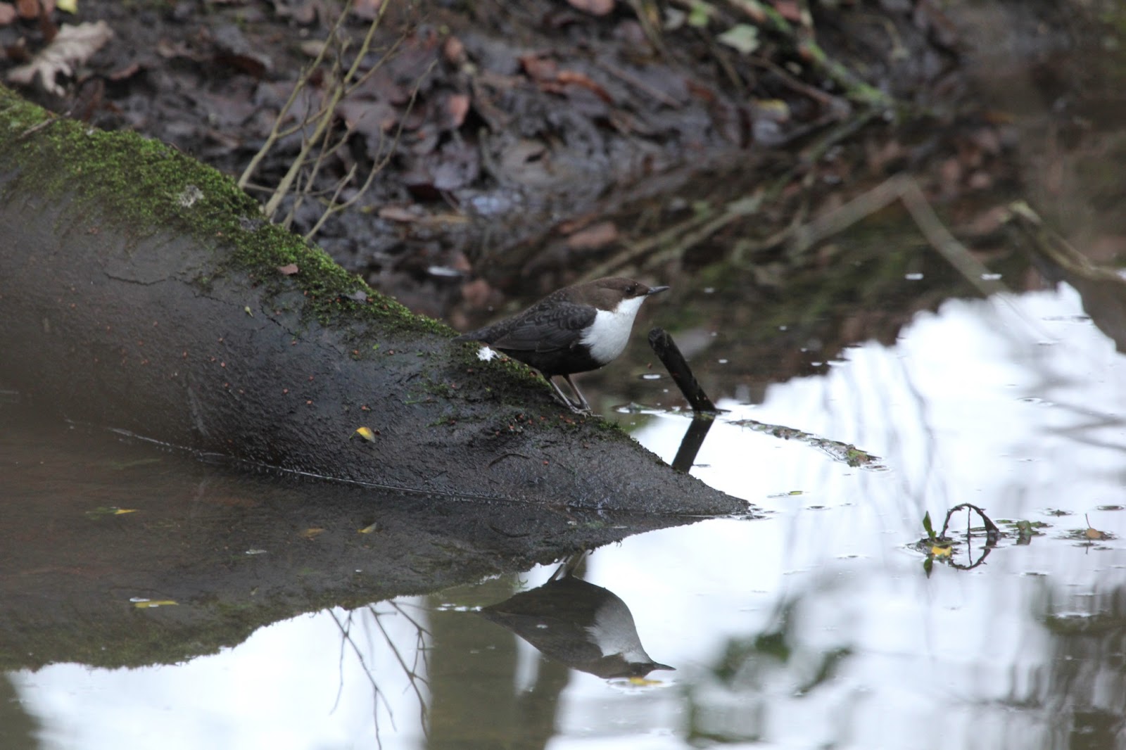 Wild Barley: Dipper Dipping