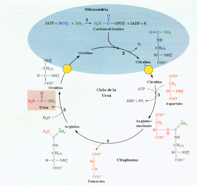 Ciclo de la Urea