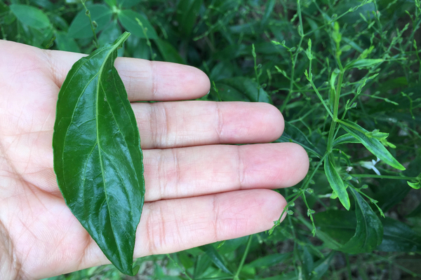 Benefits of Nilavembu