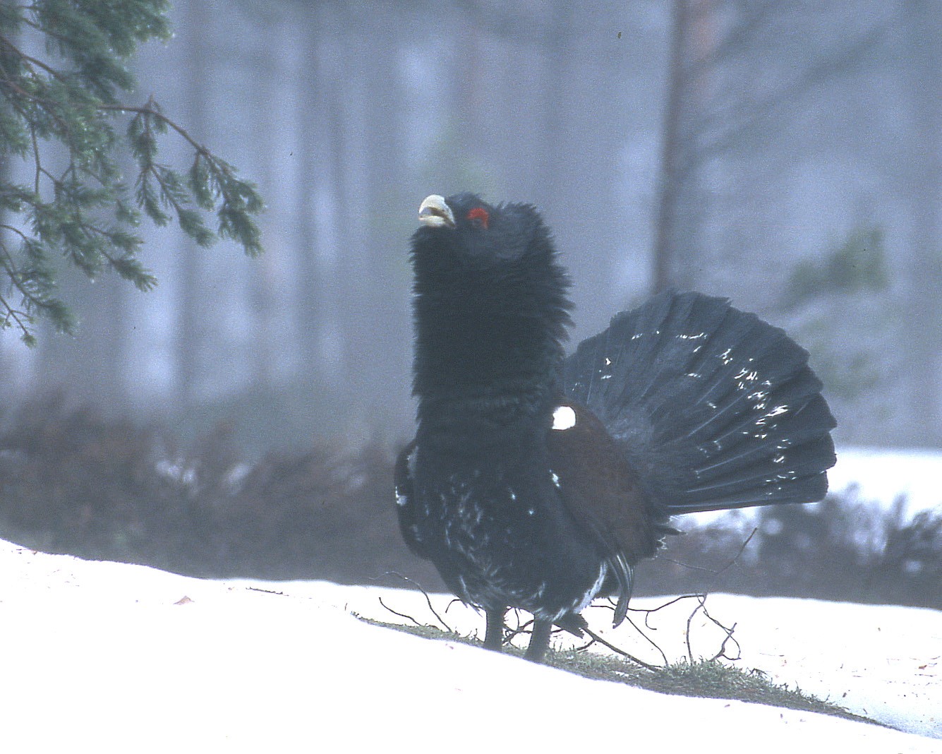 Tiurskogen: Vinterspill hos tiur